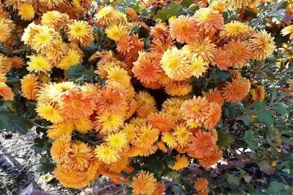 Chrysanthemum Korea.
