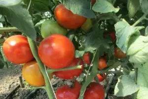 Beskrivelse af Tomat Gru Gravity, de særegenheder for dyrkning og pleje