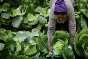 অঙ্কুর পরে এবং আগে cabbage জন্য herbicides ব্যবহার