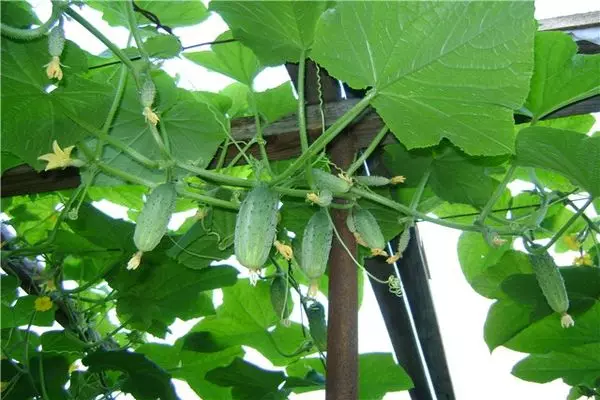 Rataya cucumbers