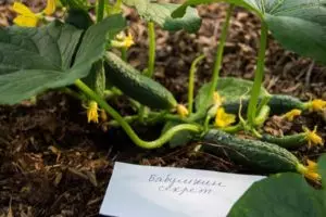 Beskriuwing Cucumbers Grade Babushkin Secret F1, groeiende en soarch