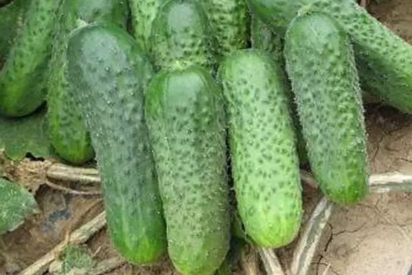 Neman daga cucumbers