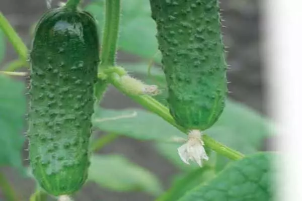 Cucumbers Parker