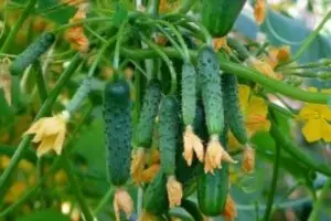 Опис на краставиците на сортата Патти, нивните карактеристики и одгледување