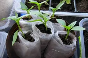 Hur man återställer tomater i blöja och växa