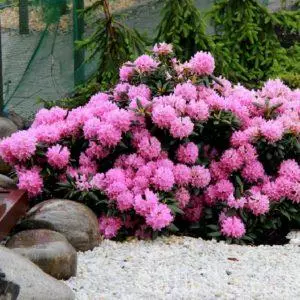 Regler för landning och vård av rhododendron i öppen mark, förberedelse för vinter