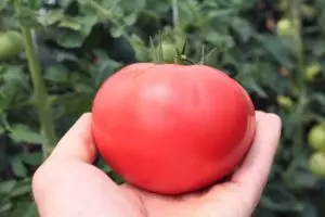 Famaritana ny Tomato mahery fo sy ny toetrany