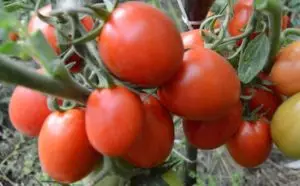 Karakteristik dan deskripsi artis varietas tomat F1, hasilnya