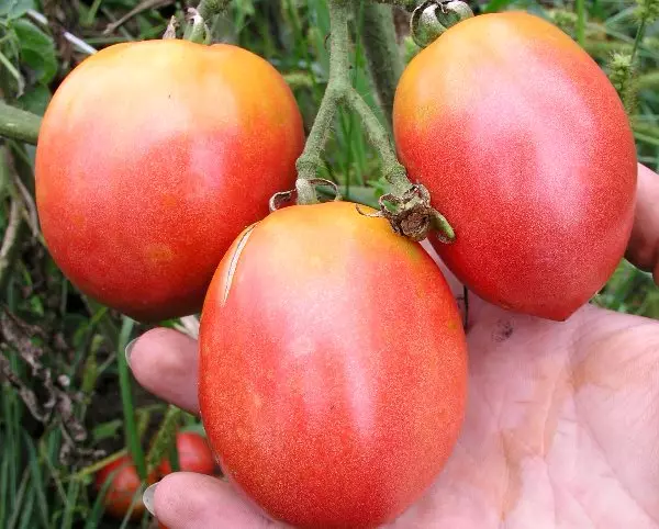 Tomatos ar gangen