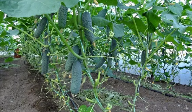 Cucumbers i Teplice
