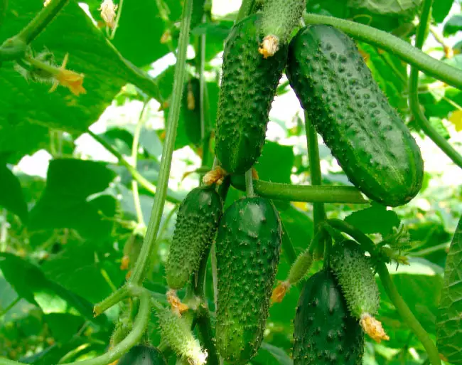 Cucumbers ar bhrainse