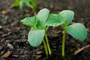 Hoe te planten, groeien en verzorgen voor zaadkommers