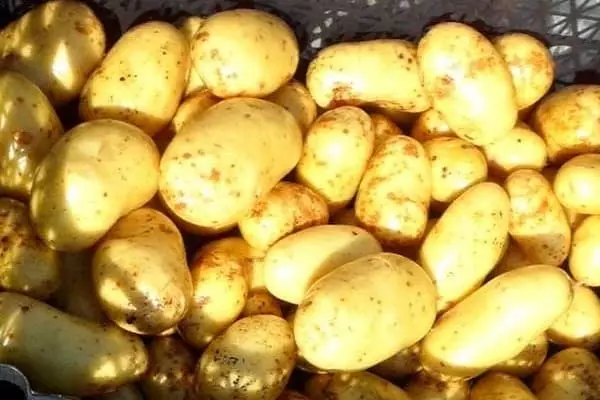 Laton Potatoes.