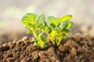 A burgonya minőségű rögzítés, a termesztés és a gondozás leírása