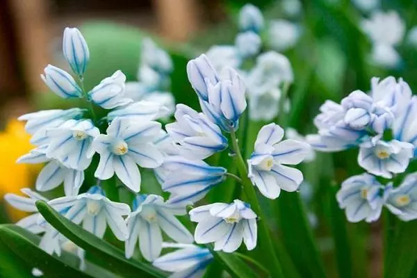 Pushkin Flowers