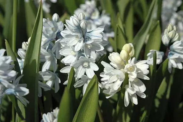 White Blossom.