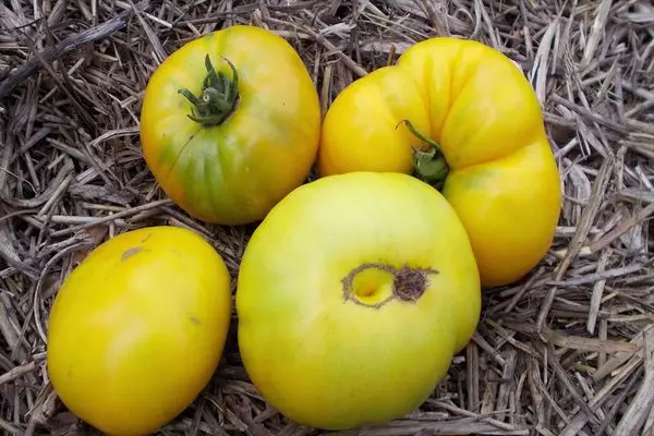 Anana tomatea