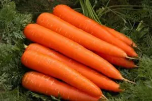 Iloiloga o le vave vave faʻavavega o carrots: Kurdda, chenta, cordoba ma isi