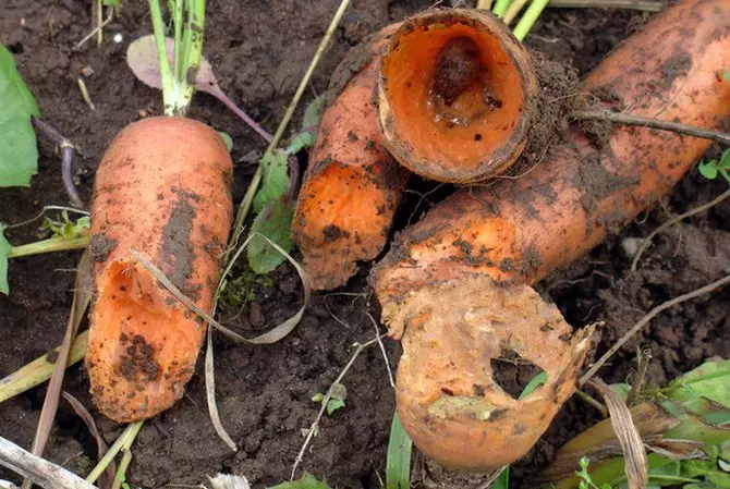 Mollusks on carrots