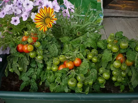Punchocchio tomat tumbuh dina balkon