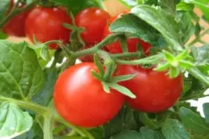 Ciri sareng déskripsi tomat Tanya