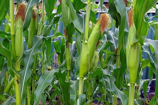 Żrigħ Corn.