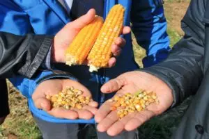 Pinakamahusay na Grade forage Stern Corn, kung paano makilala mula sa pagkain