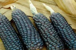 Los beneficios y el daño del maíz negro, sus propiedades y la cocción de decocciones de curación.
