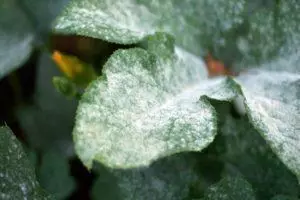 Kako se znebiti bolezni Chrysanthemums, večjih škodljivcev in njihovo zdravljenje