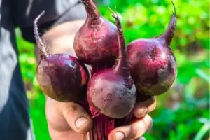Description of the variety of beets Pablo, Features of cultivation and care