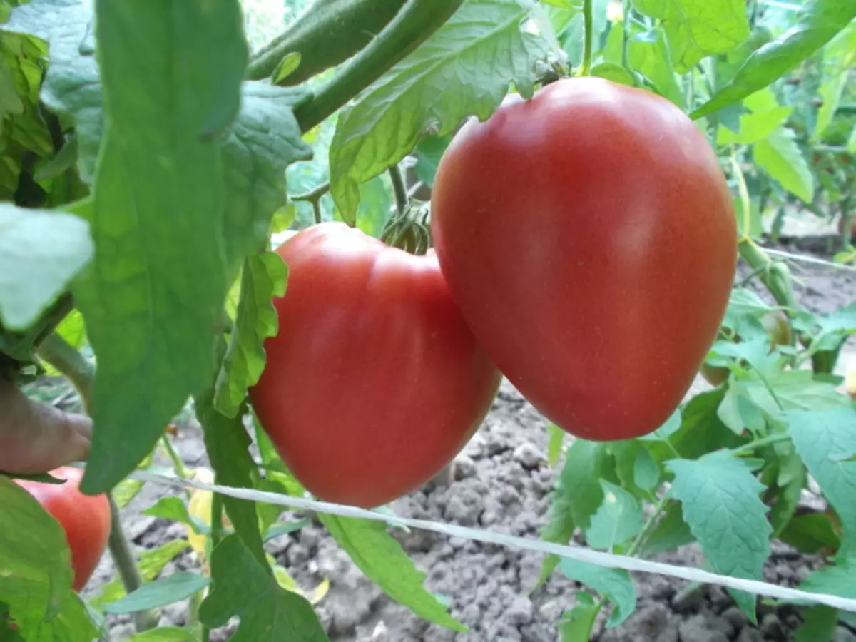 Arbustos de tomate preguiçoso