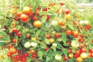 Deskripsyon nan varyete nan tomat ampel melanj, karakteristik yo ki nan kiltivasyon ak swen