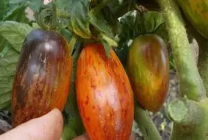 Карактеристики на разновидноста на домати Гном битка со сенка