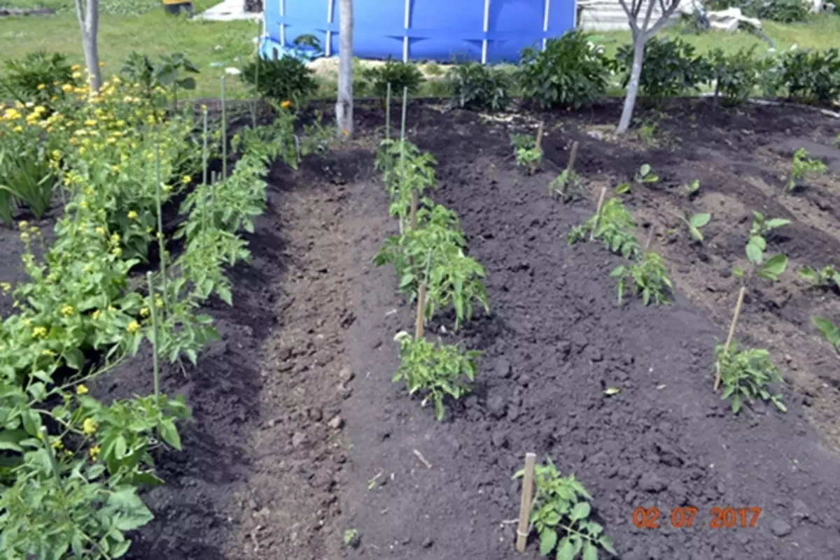 томати на городі
