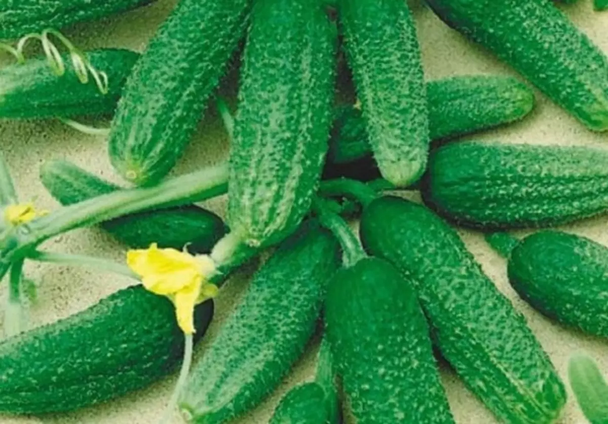 Vzhľad CUCUMBERS CONNY