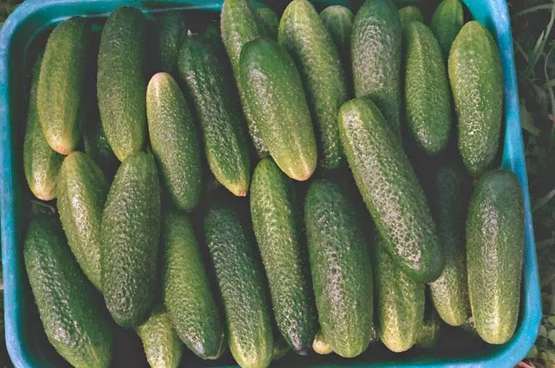 Crop Cucumbers Connie