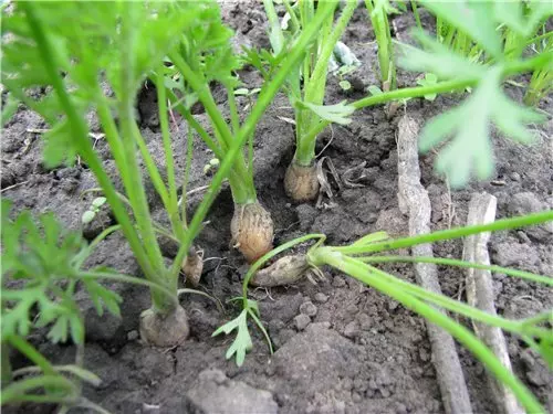 Karotte wächst im offenen Boden