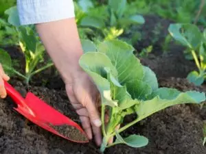 Nuances de usar diferentes tipos de fertilizantes para alimentar o repolho no solo aberto