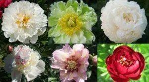 विवरण विशेषताओं के साथ peonies की शीर्ष 50 सर्वश्रेष्ठ और नई किस्में