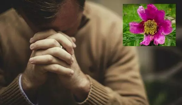 नपुंसकता के साथ peonies