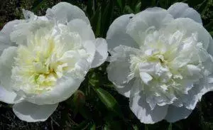 जब लैंडिंग, भोजन और देखभाल के बाद विभिन्न प्रकारों से peonies खिलता है