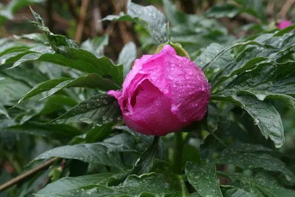 गुलाबी peonies