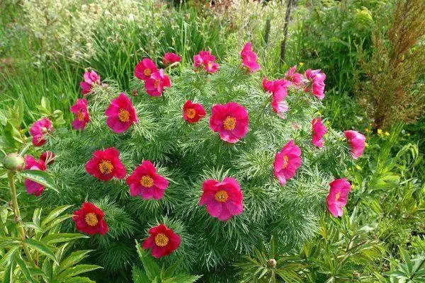 बगीचे में peonies