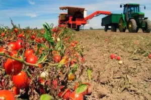 如何在郊区的开放土壤中成长和照顾番茄