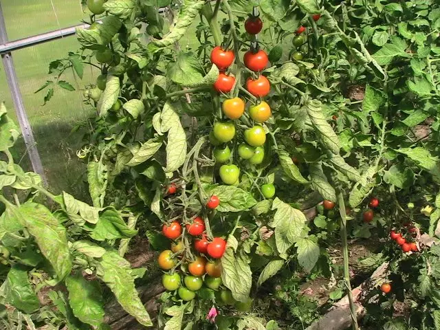 Barbaris domate në kopsht