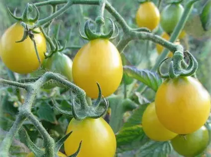 Tomato White Muscat