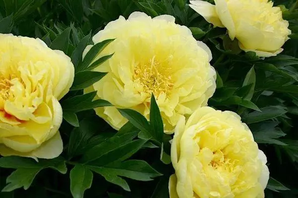 Peonies miftuħa