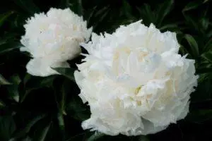 Nkọwa na njiri mara peony iche, aghụghọ ndị na-eto eto na ọmụmụ