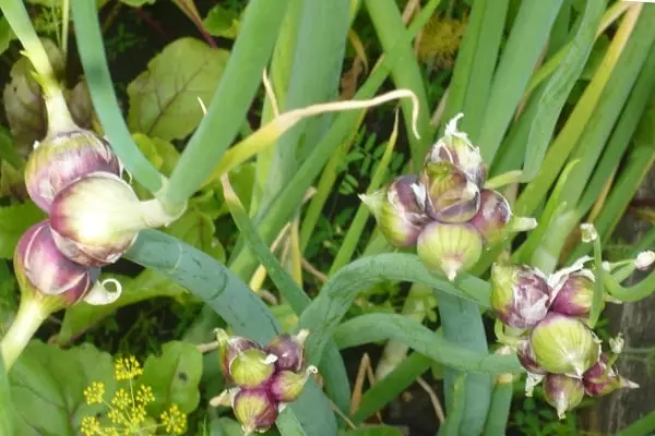 varietas varietas