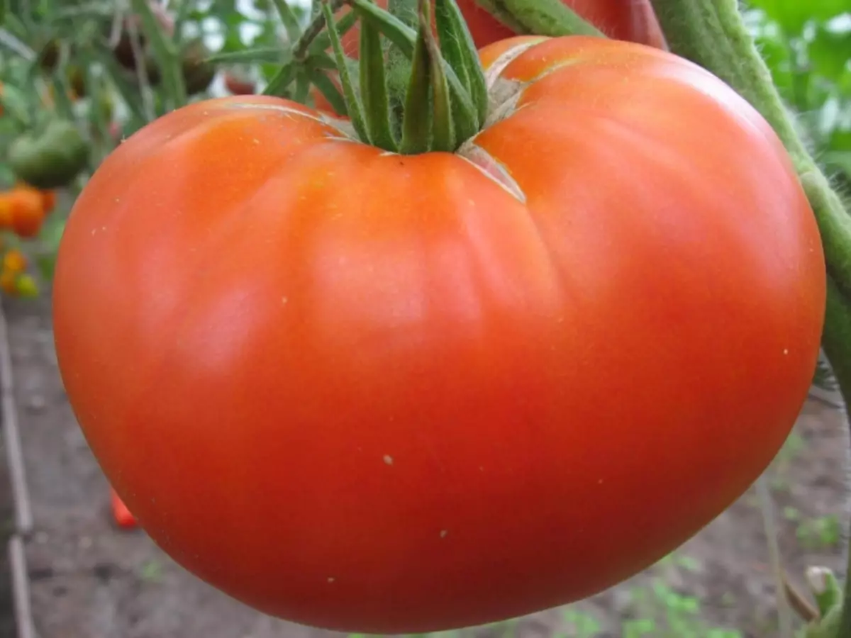 Tomate tamaño desexado no xardín